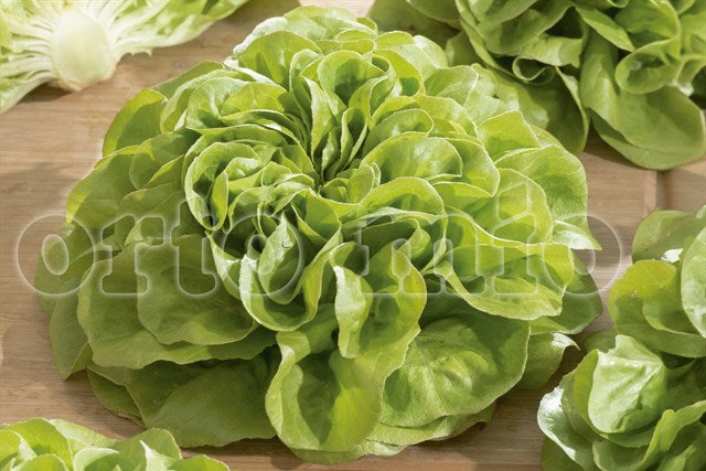 Lattuga Salanova a foglia liscia verde - 9 piante - Orto Mio — Millstore.it