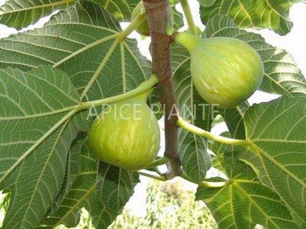 Fico Dottato - V. 20 cm - Apice Piante — Millstore.it